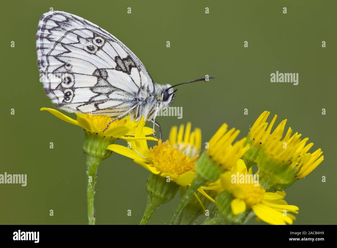Checkerboard butterfly hi-res stock photography and images - Alamy