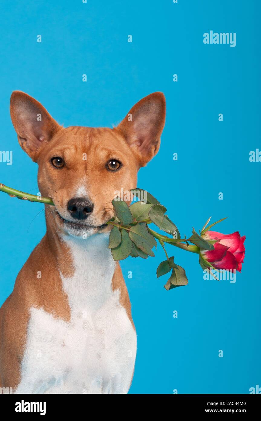 Basenji, African Bush Dog or Congo Dog Stock Photo - Alamy