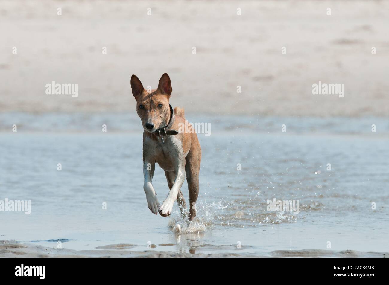 African congo dog hi-res stock photography and images - Alamy