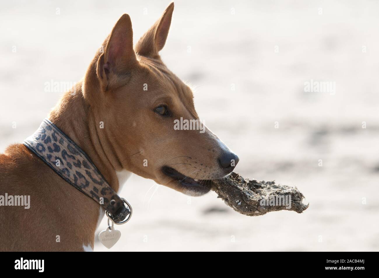 Basenji, African Bush Dog or Congo Dog Stock Photo - Alamy