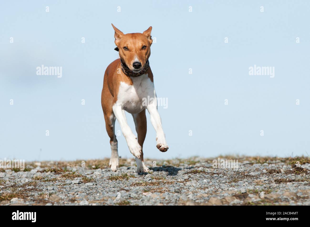 Basenji, African Bush Dog or Congo Dog Stock Photo - Alamy