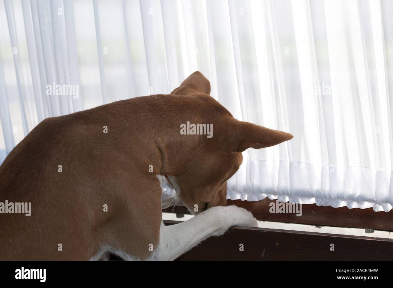 African congo dog hi-res stock photography and images - Alamy