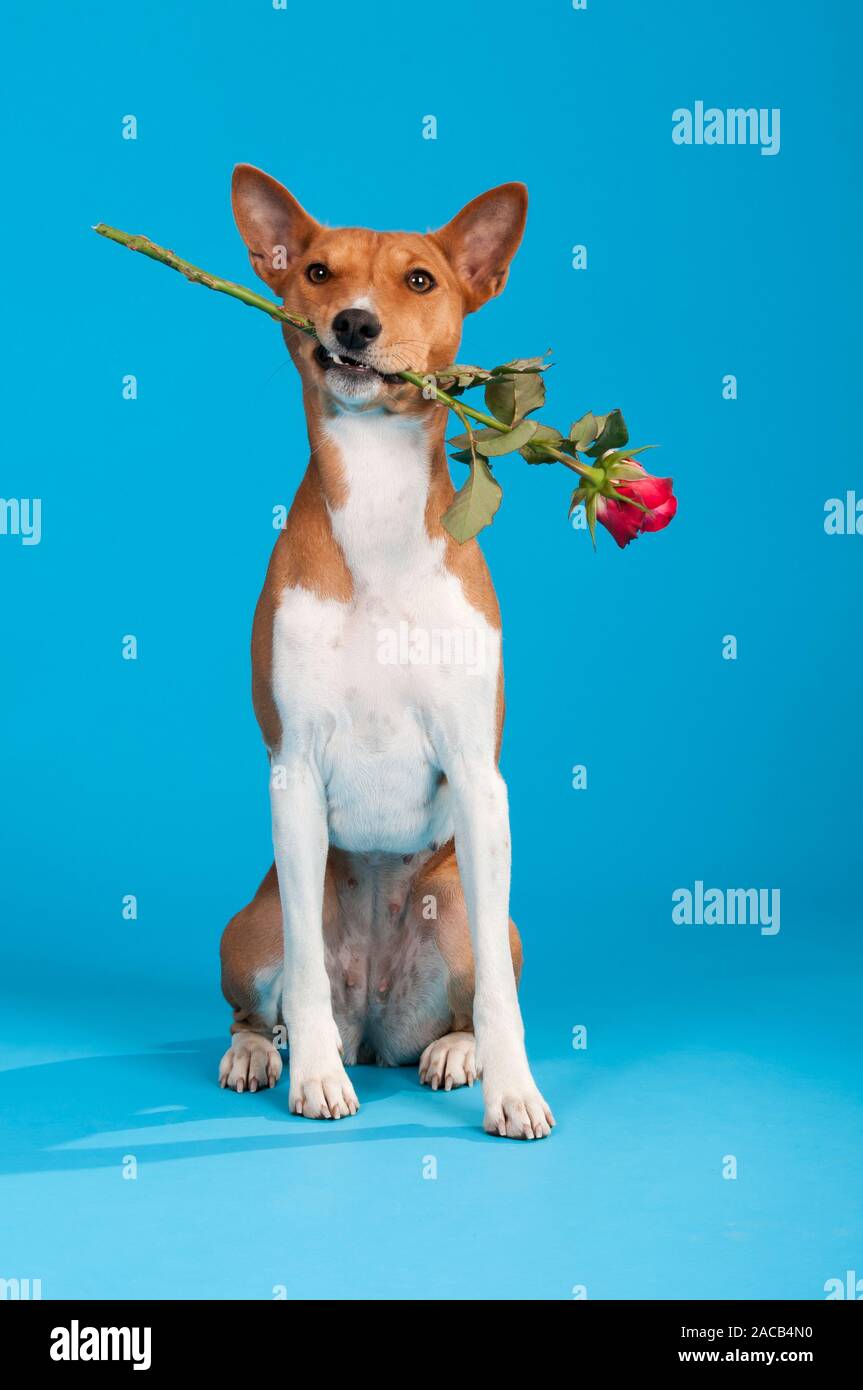 Basenji, African Bush Dog or Congo Dog Stock Photo - Alamy