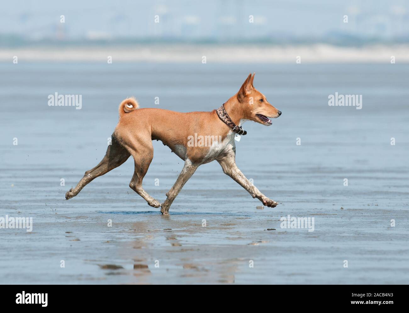 Basenji, African Bush Dog or Congo Dog Stock Photo - Alamy