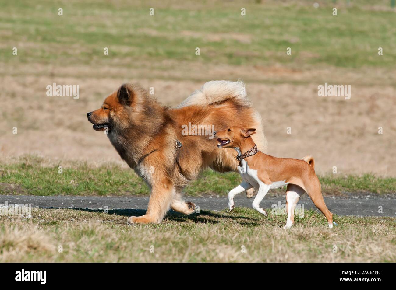 Basenji, African Bush Dog or Congo Dog Stock Photo - Alamy