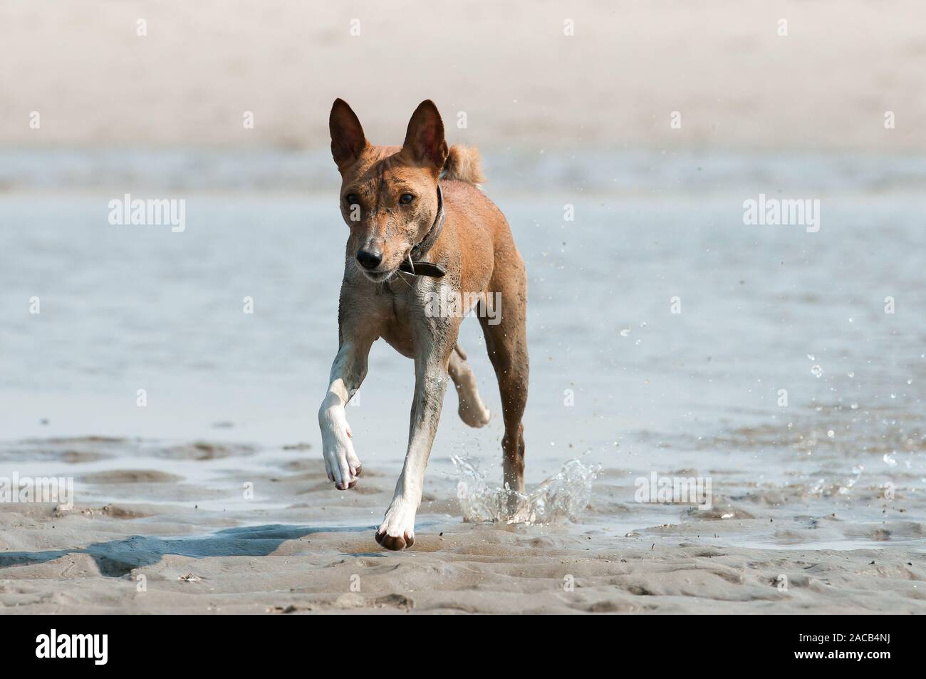 Basenji, African Bush Dog or Congo Dog Stock Photo - Alamy