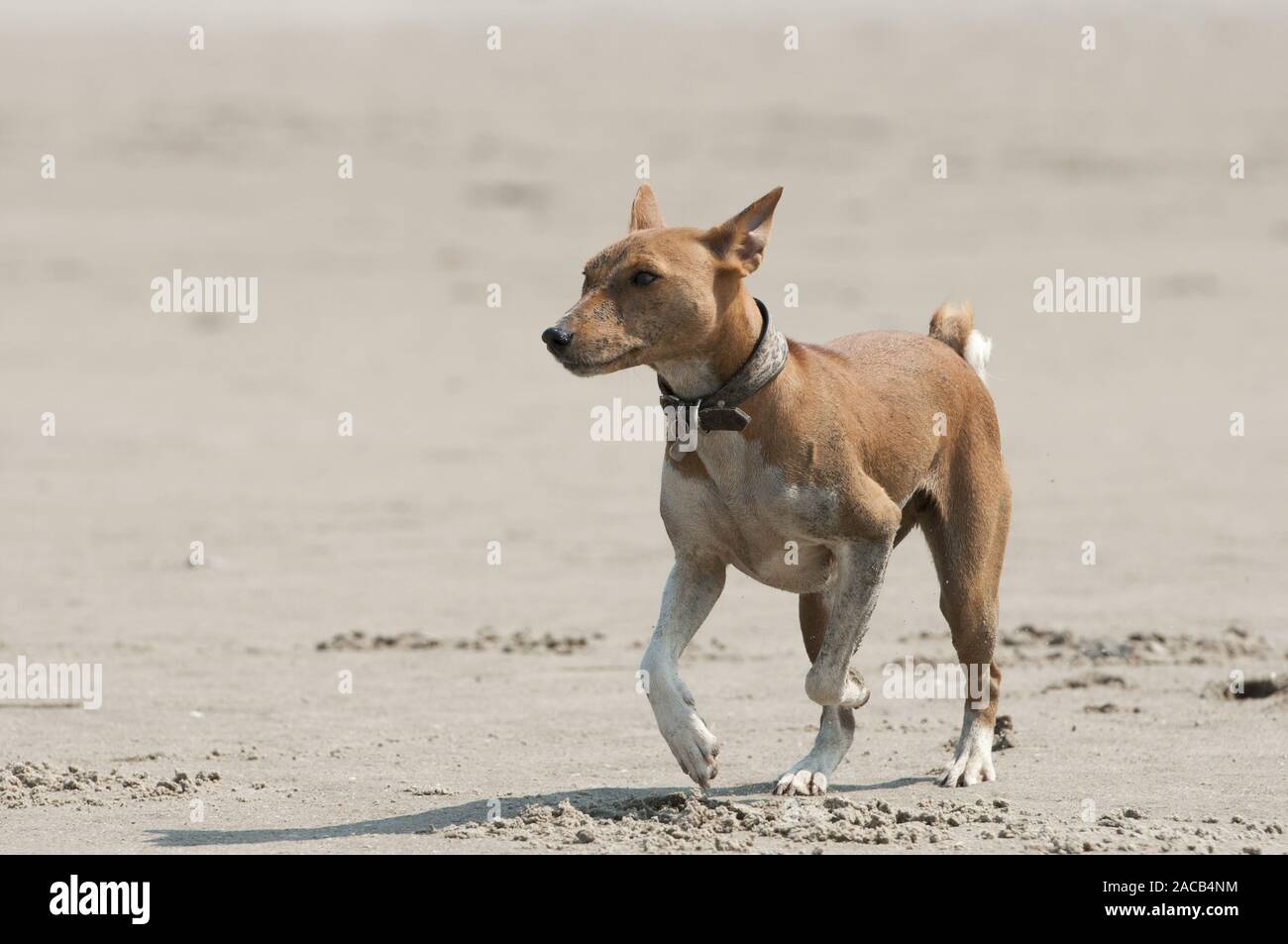 Basenji, African Bush Dog or Congo Dog Stock Photo - Alamy