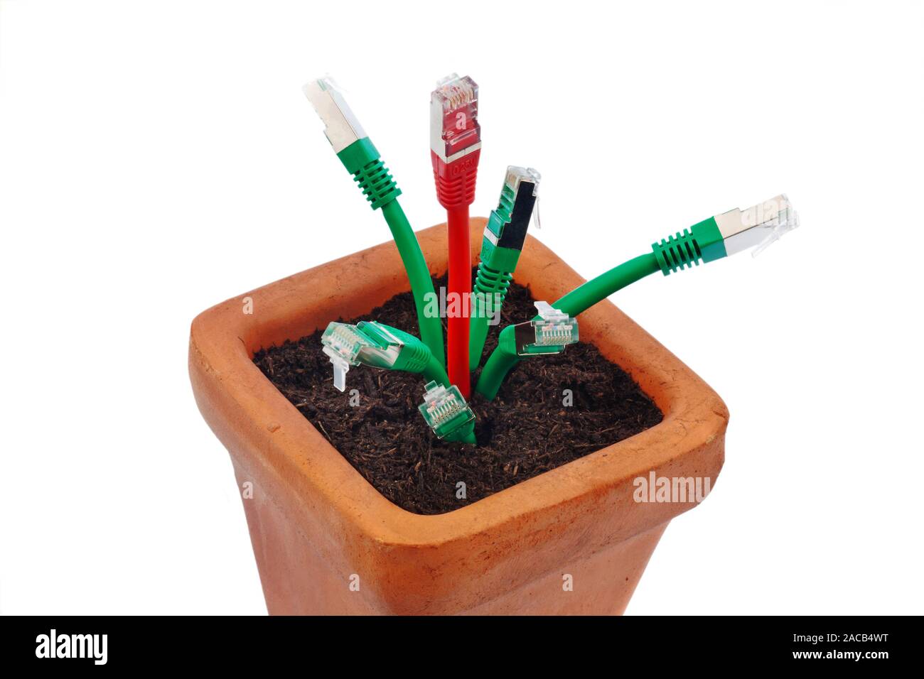 Network cable in flower pot Stock Photo - Alamy