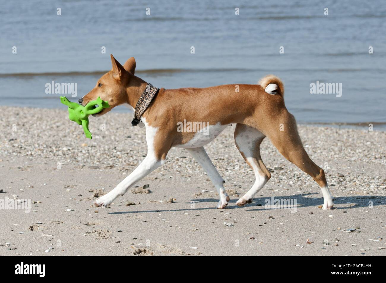 Basenji, African Bush Dog or Congo Dog Stock Photo - Alamy
