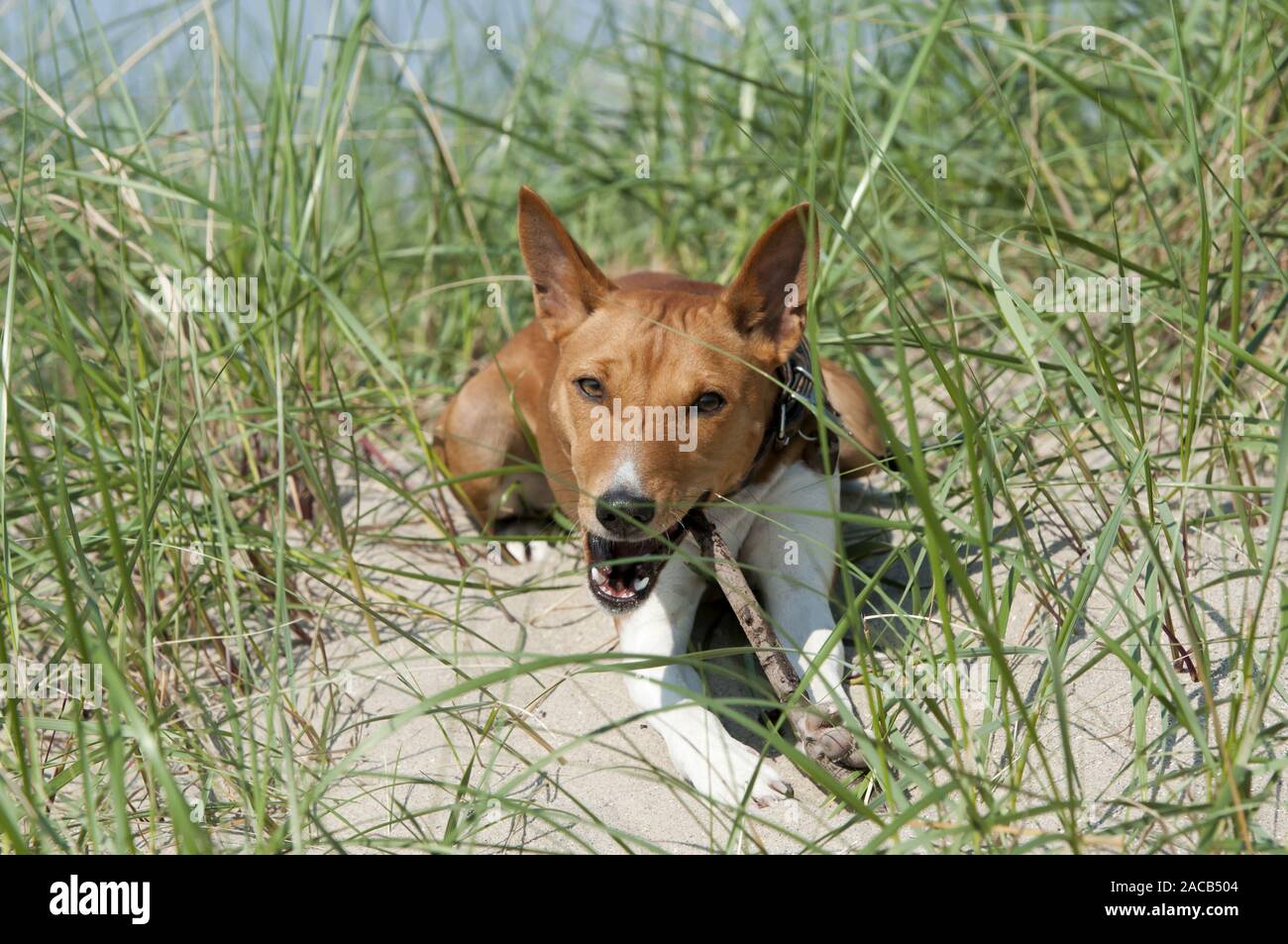 Basenji, African Bush Dog or Congo Dog Stock Photo - Alamy