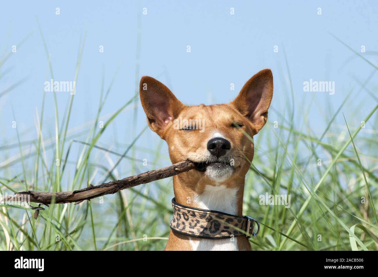 Basenji basenji puppy hi-res stock photography and images - Alamy