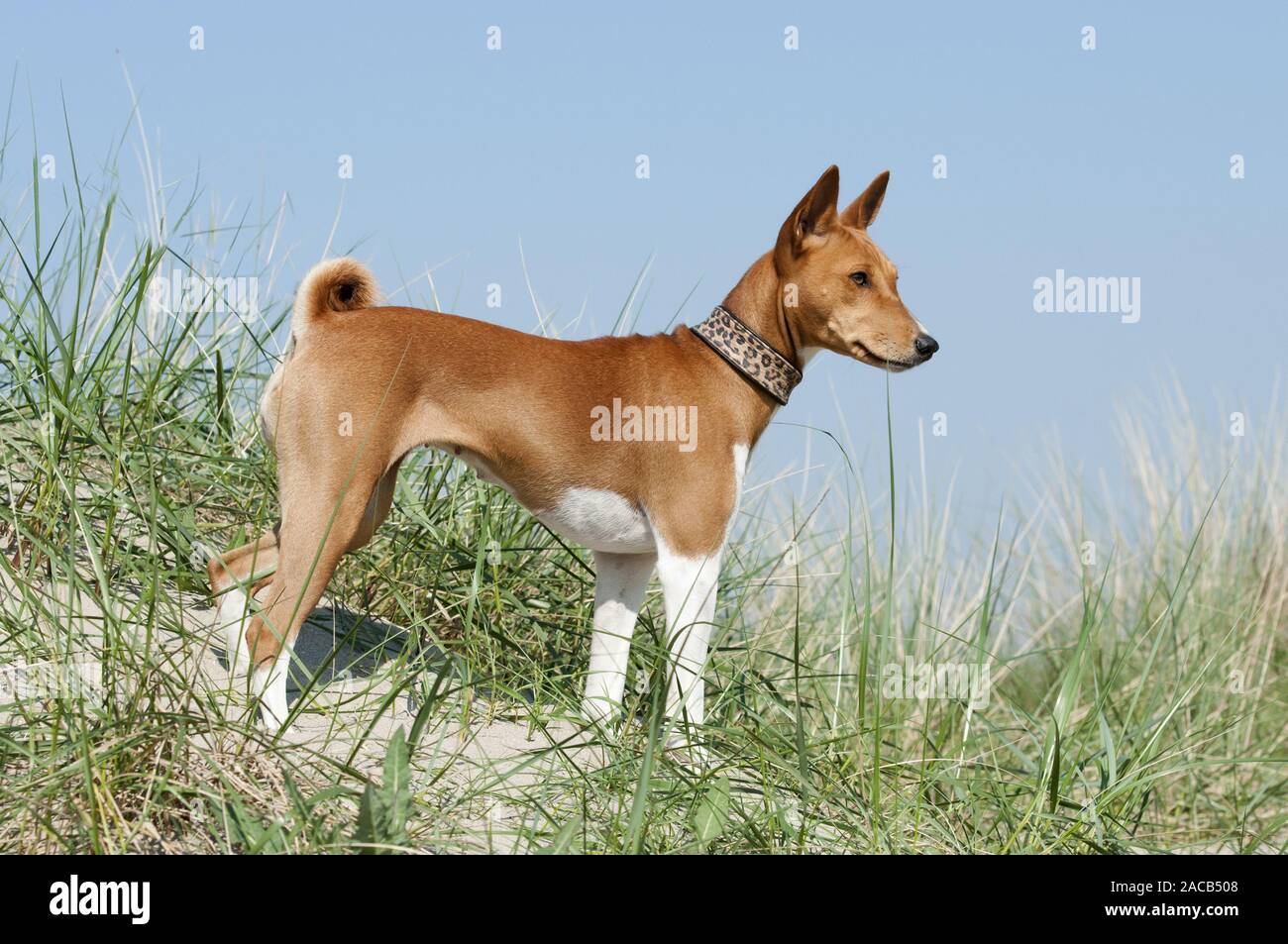 Basenji, African Bush Dog or Congo Dog Stock Photo - Alamy
