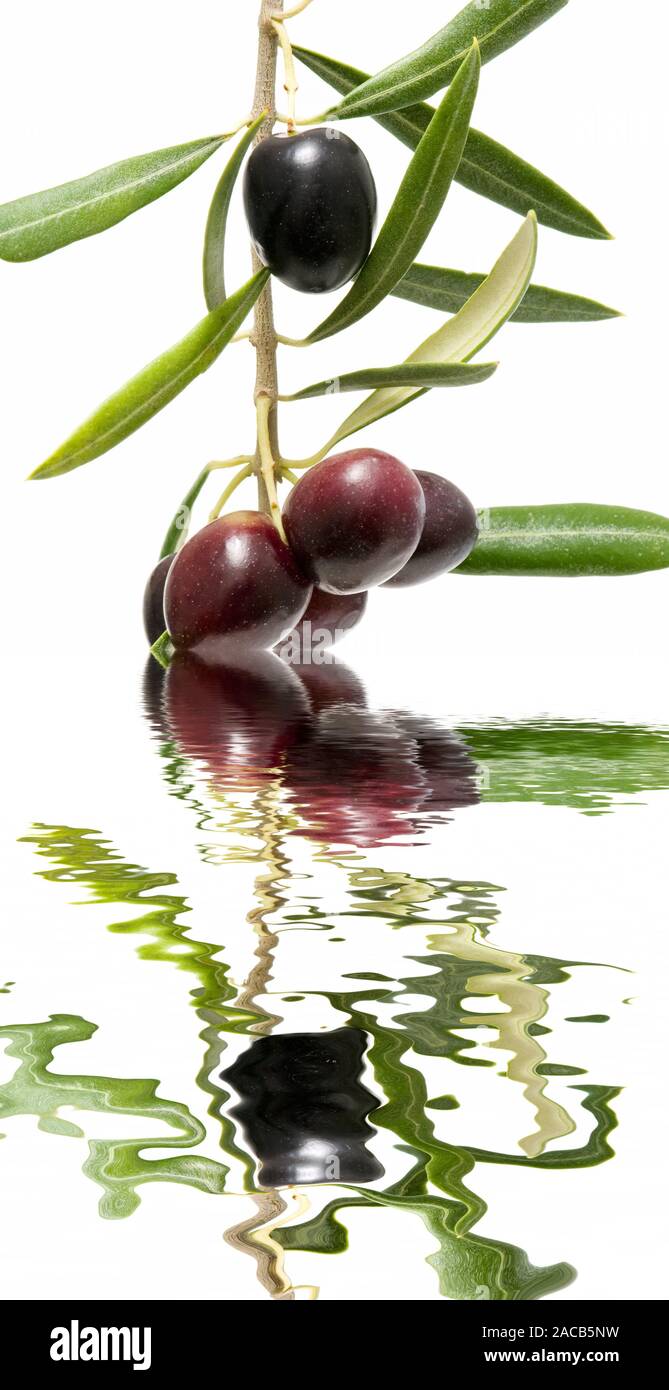 Water olive Cut Out Stock Images & Pictures - Alamy
