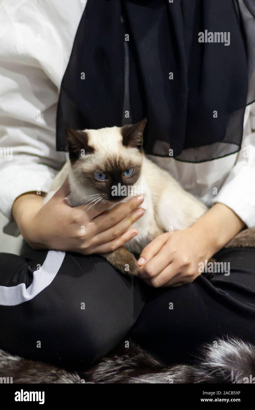Attractive muslim girl plays with her exotic domestic Siamese cat. Cute ...