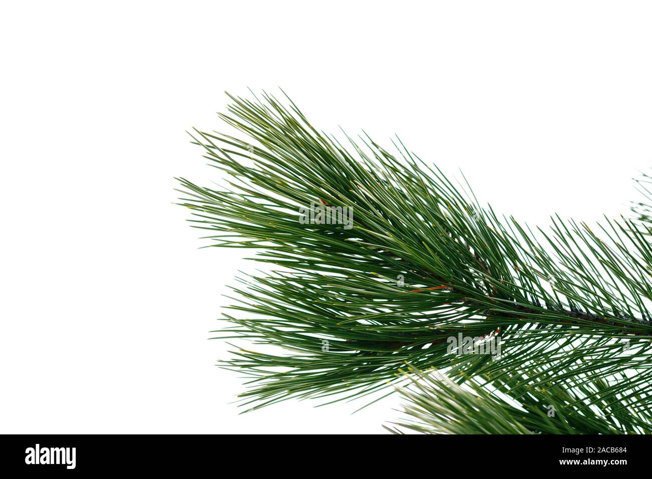 Pine tree branch isolated on white Stock Photo - Alamy