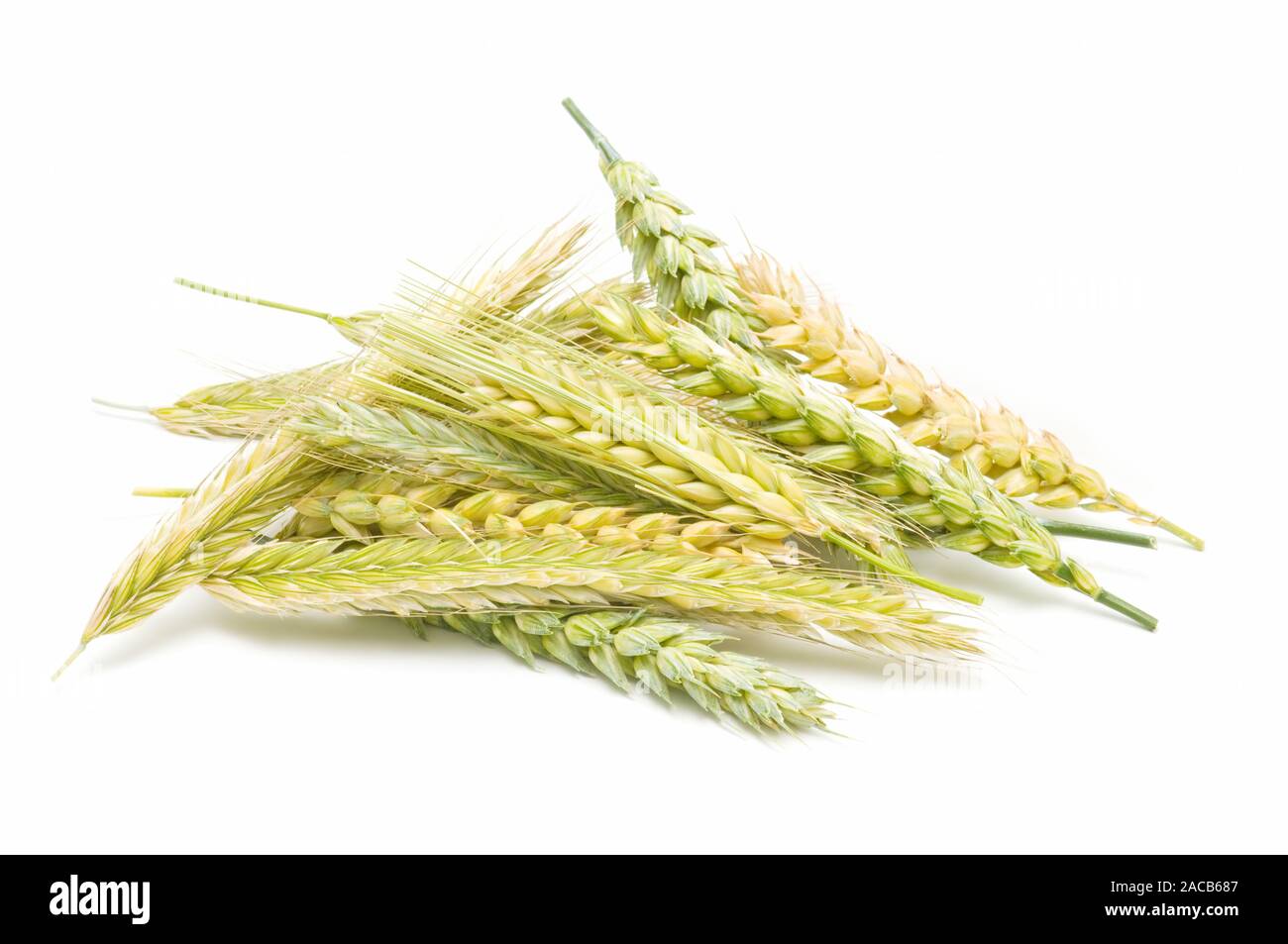 ears of corn Stock Photo - Alamy