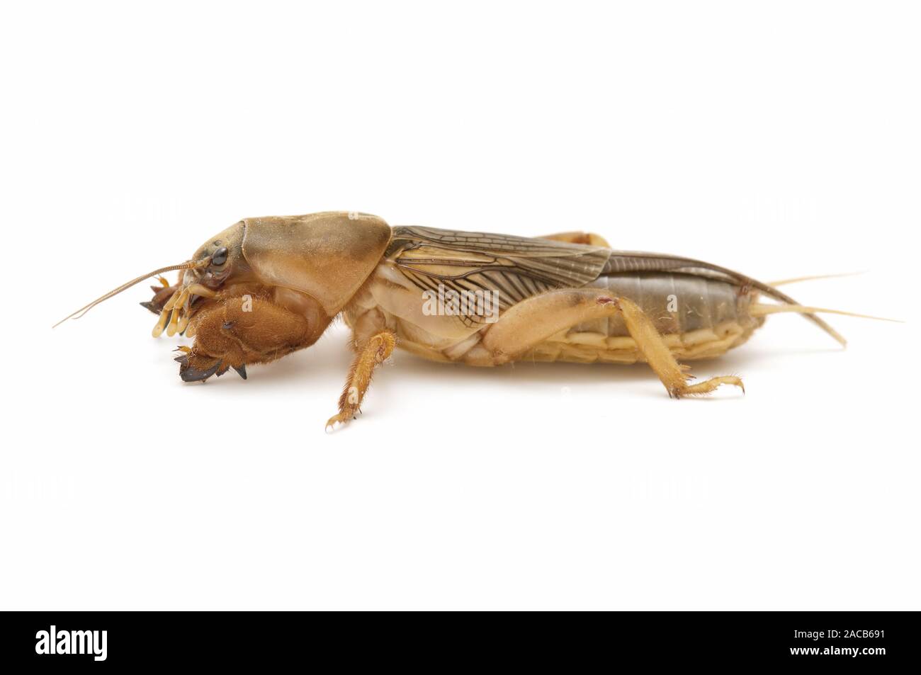 Cricket crickets Cut Out Stock Images & Pictures - Alamy