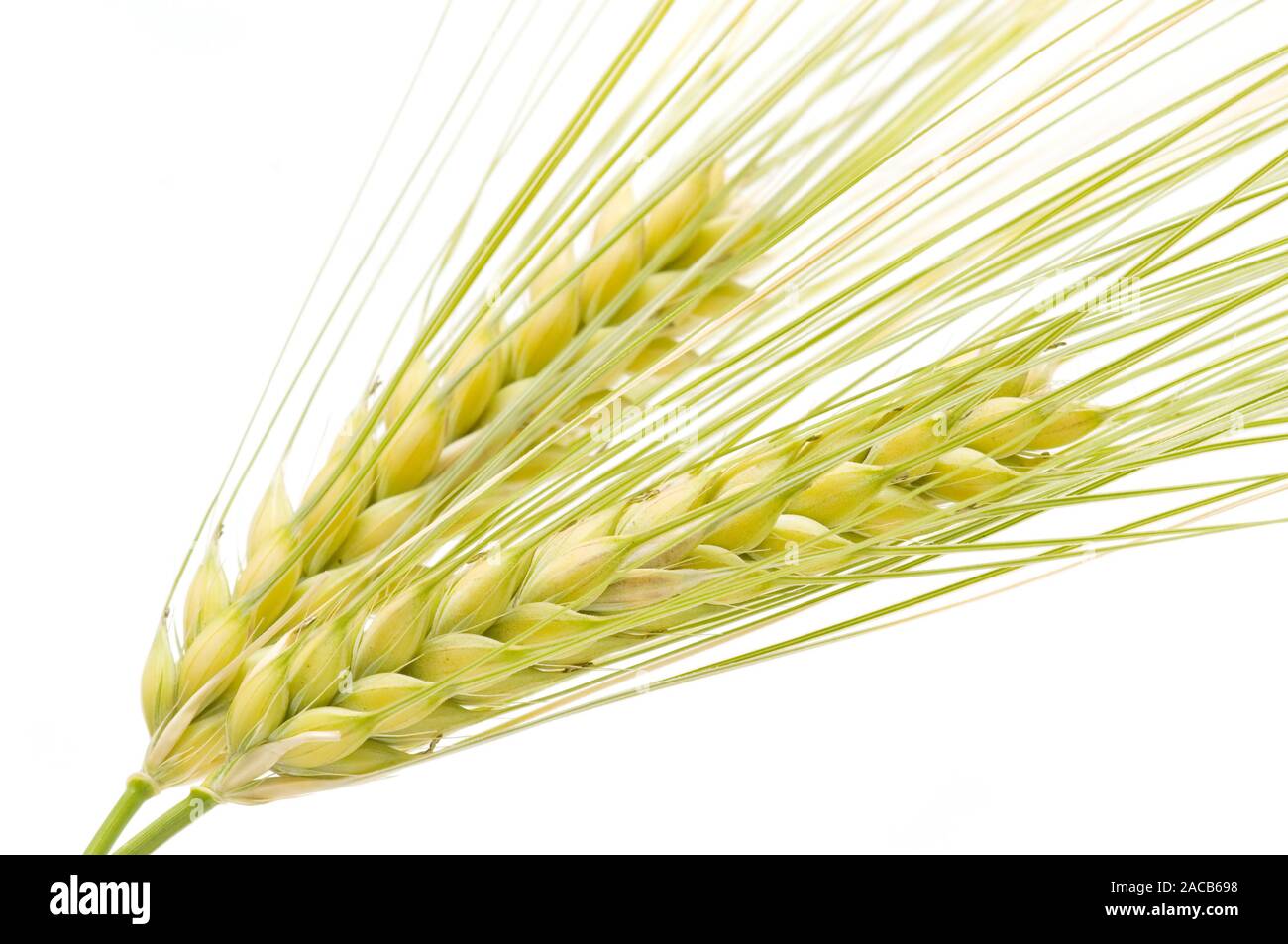 ears of corn Stock Photo - Alamy