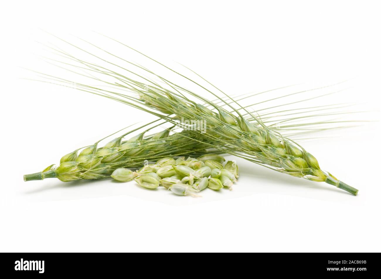 Ears of corn hi-res stock photography and images - Alamy