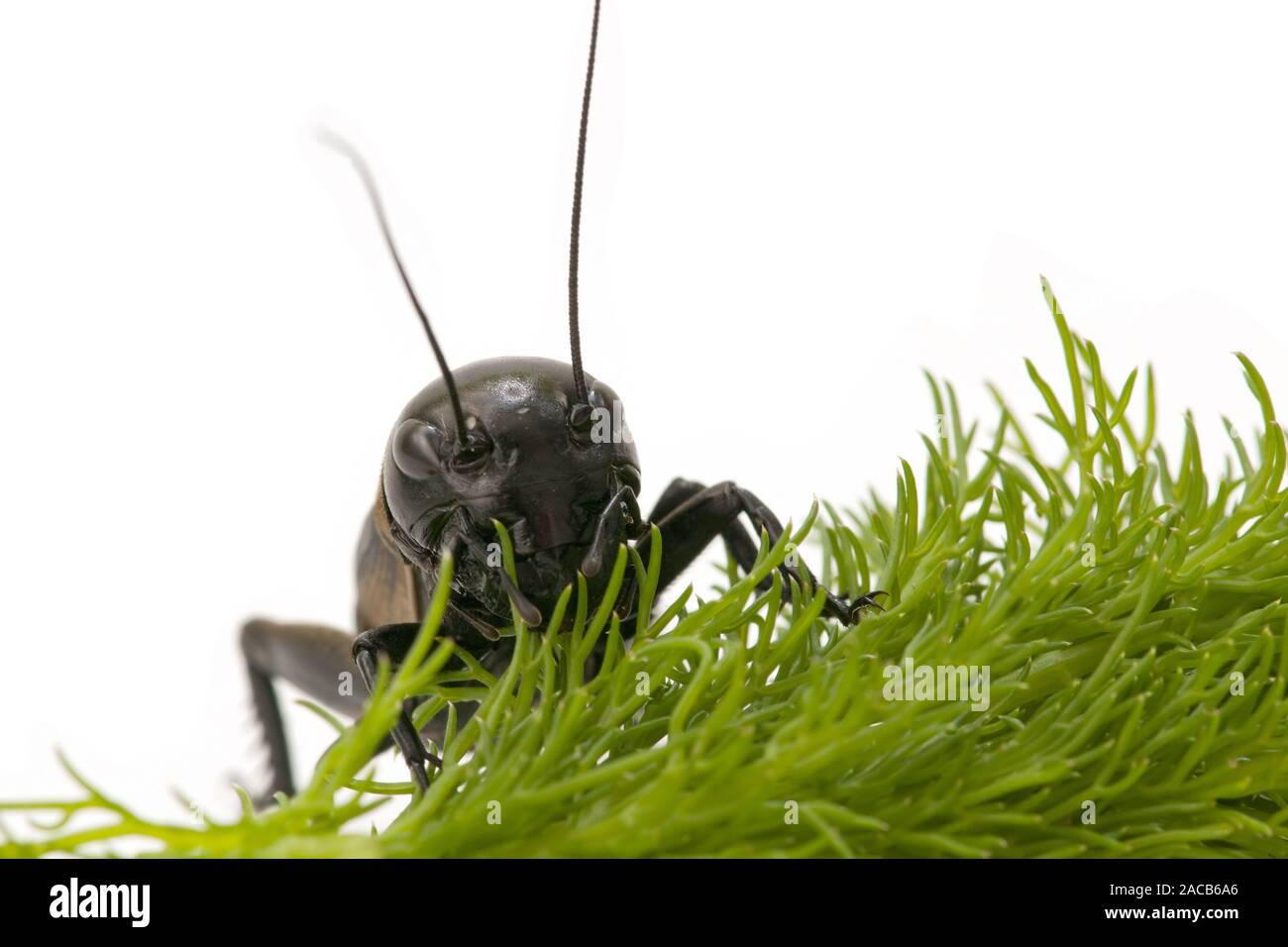 macro of a cricket Stock Photo - Alamy