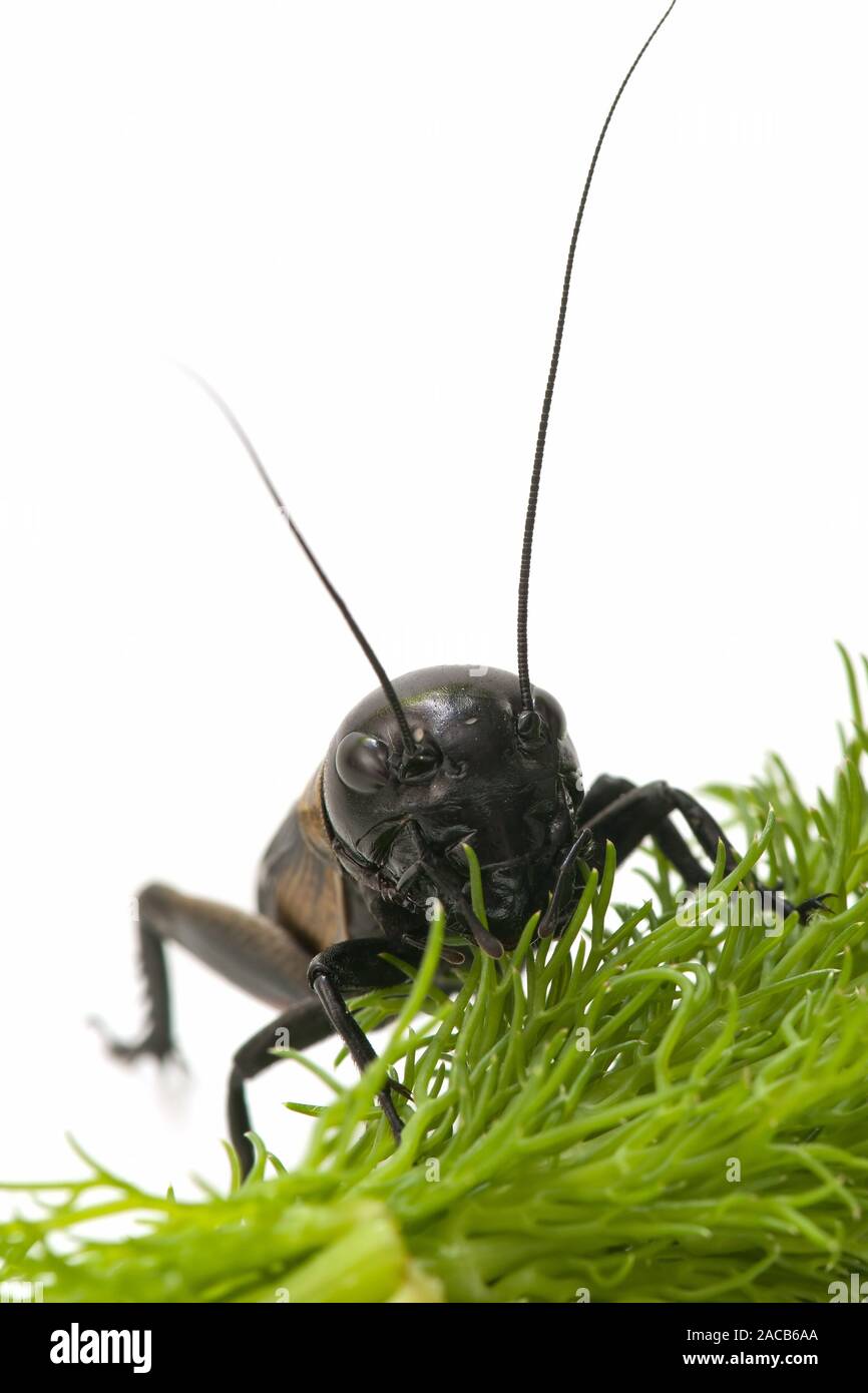 macro of a cricket Stock Photo - Alamy