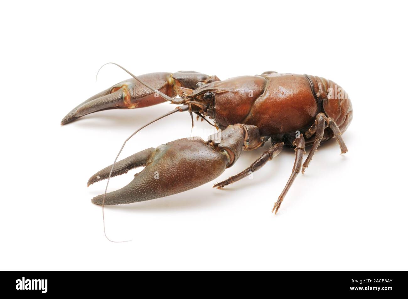 River crab hi-res stock photography and images - Alamy