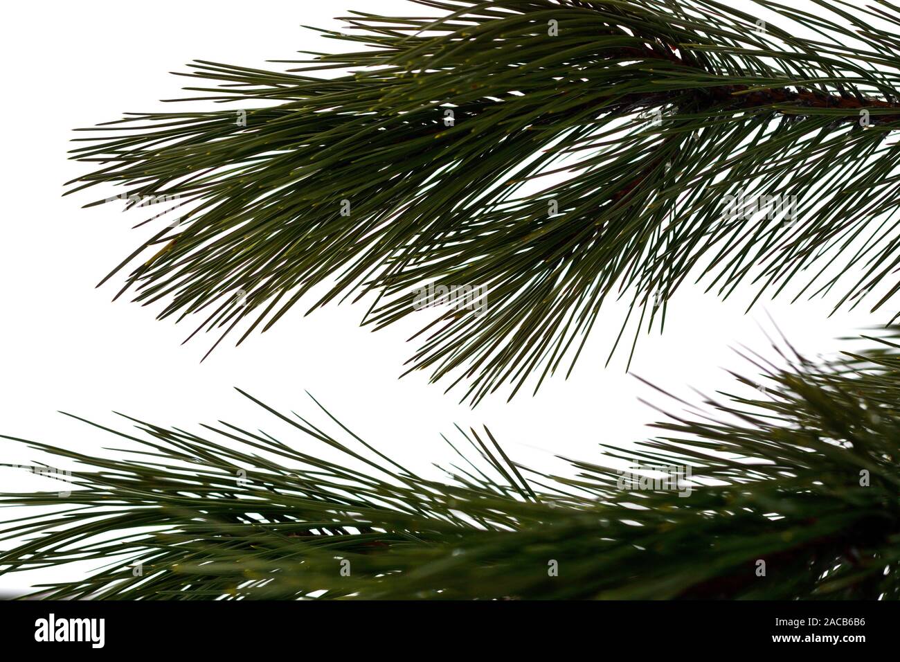 Pine tree branch isolated on white Stock Photo - Alamy