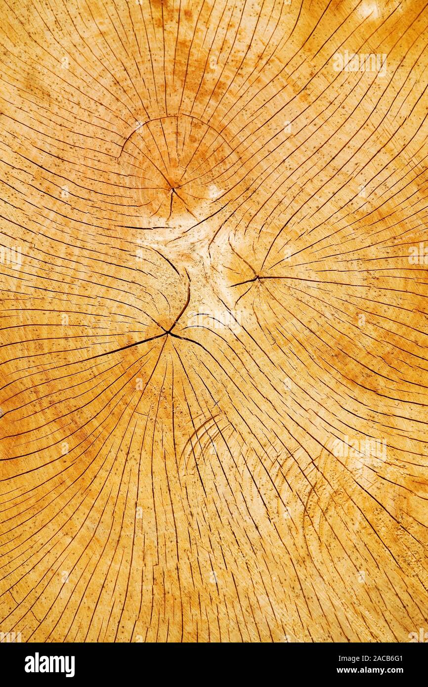 Tree disc hi-res stock photography and images - Alamy