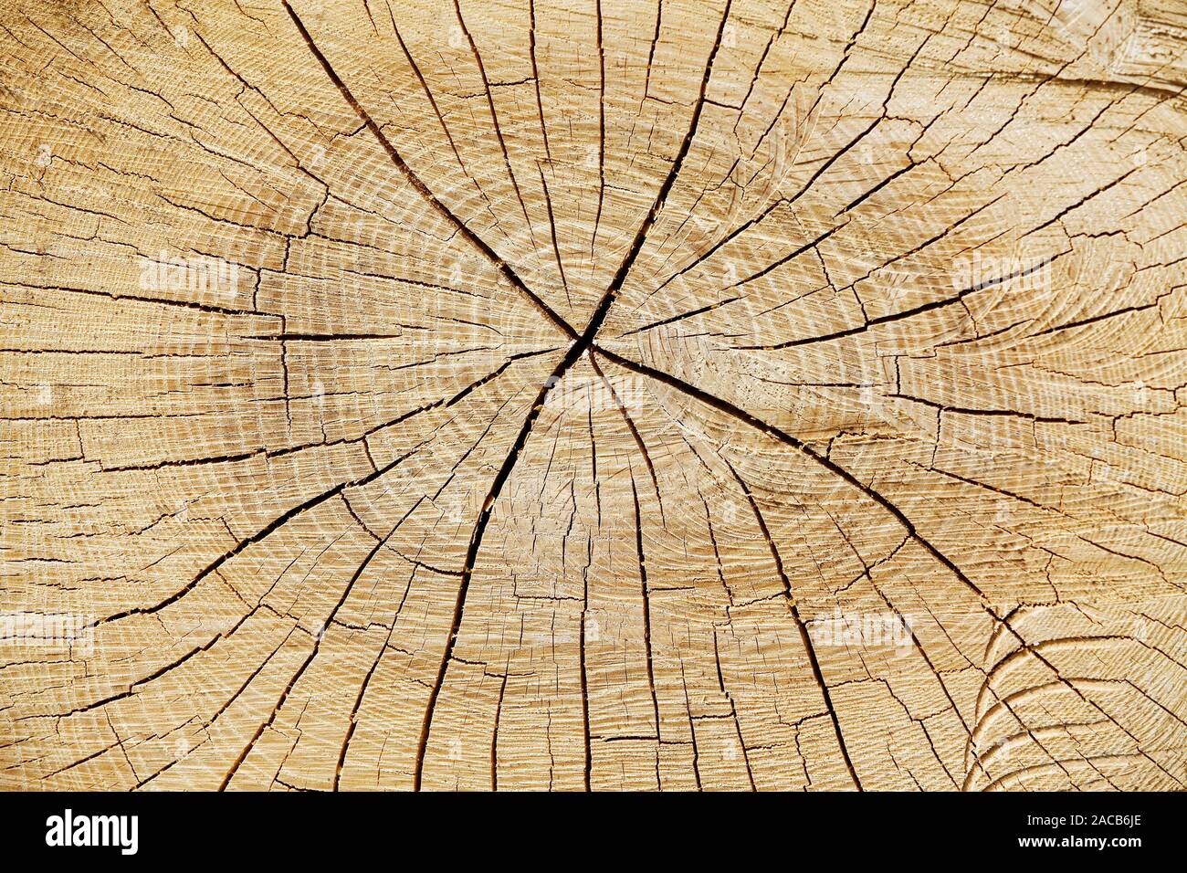 Truncated tree trunk Stock Photo - Alamy