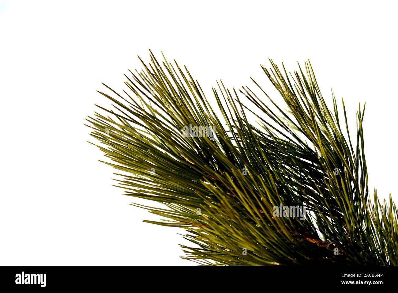 Pine tree branch isolated on white Stock Photo - Alamy