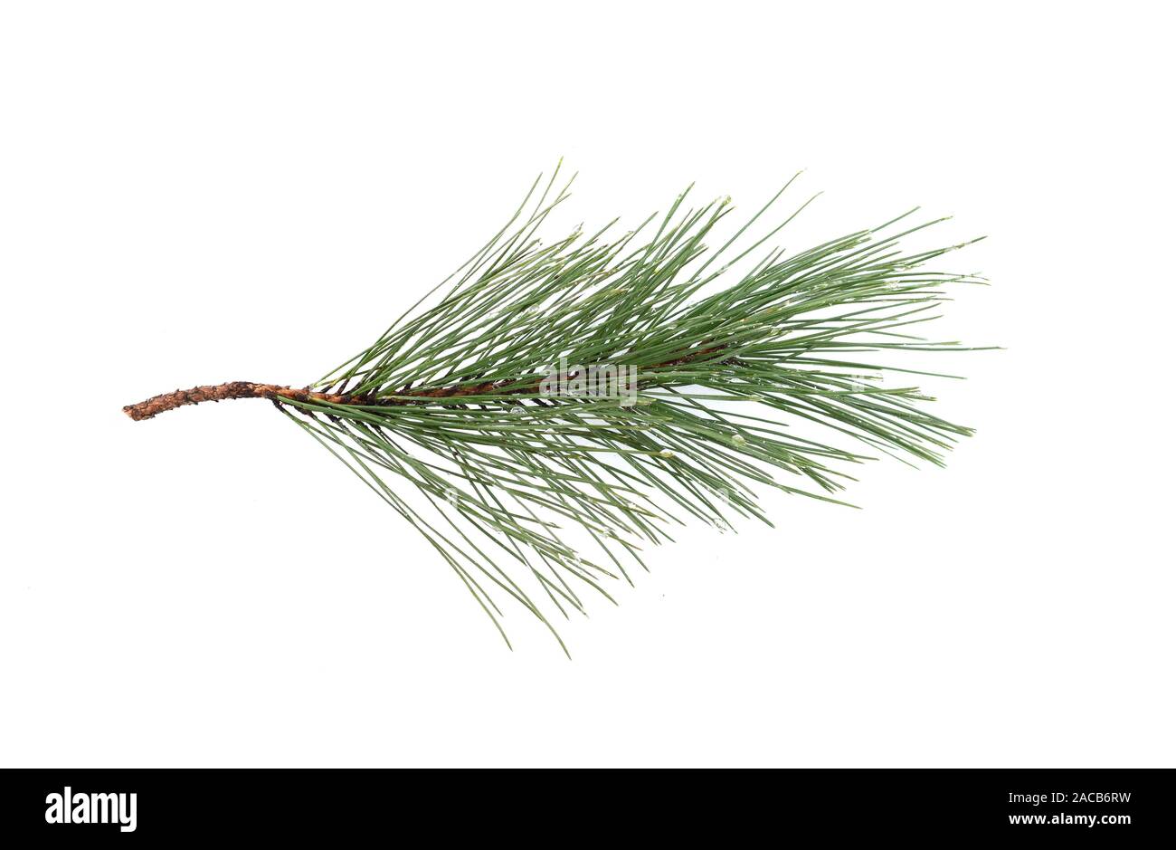 Pine tree branch isolated on white Stock Photo - Alamy