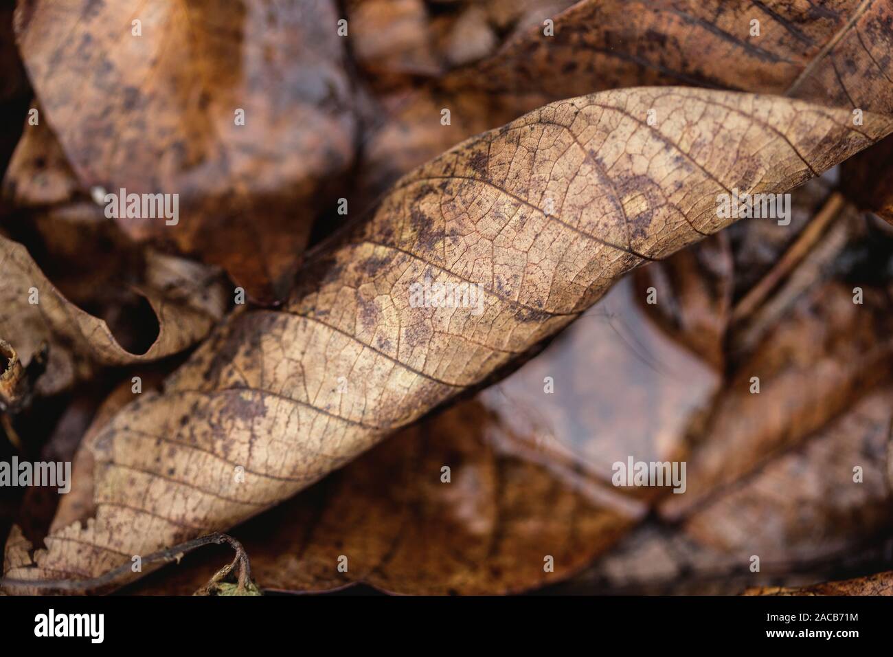 plant photo wallpaper. old autumn leaves Stock Photo - Alamy
