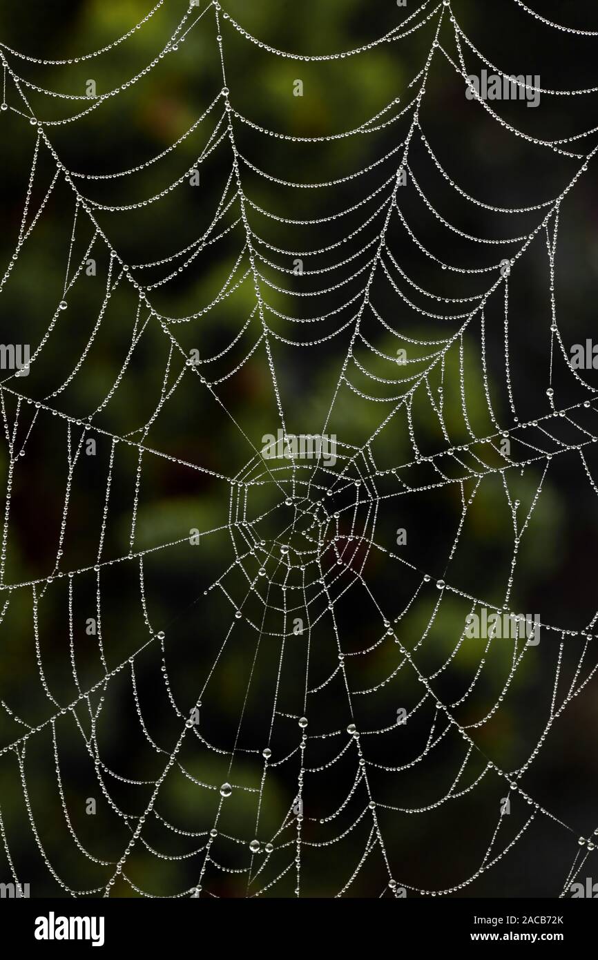 Spider web of a spider Stock Photo - Alamy