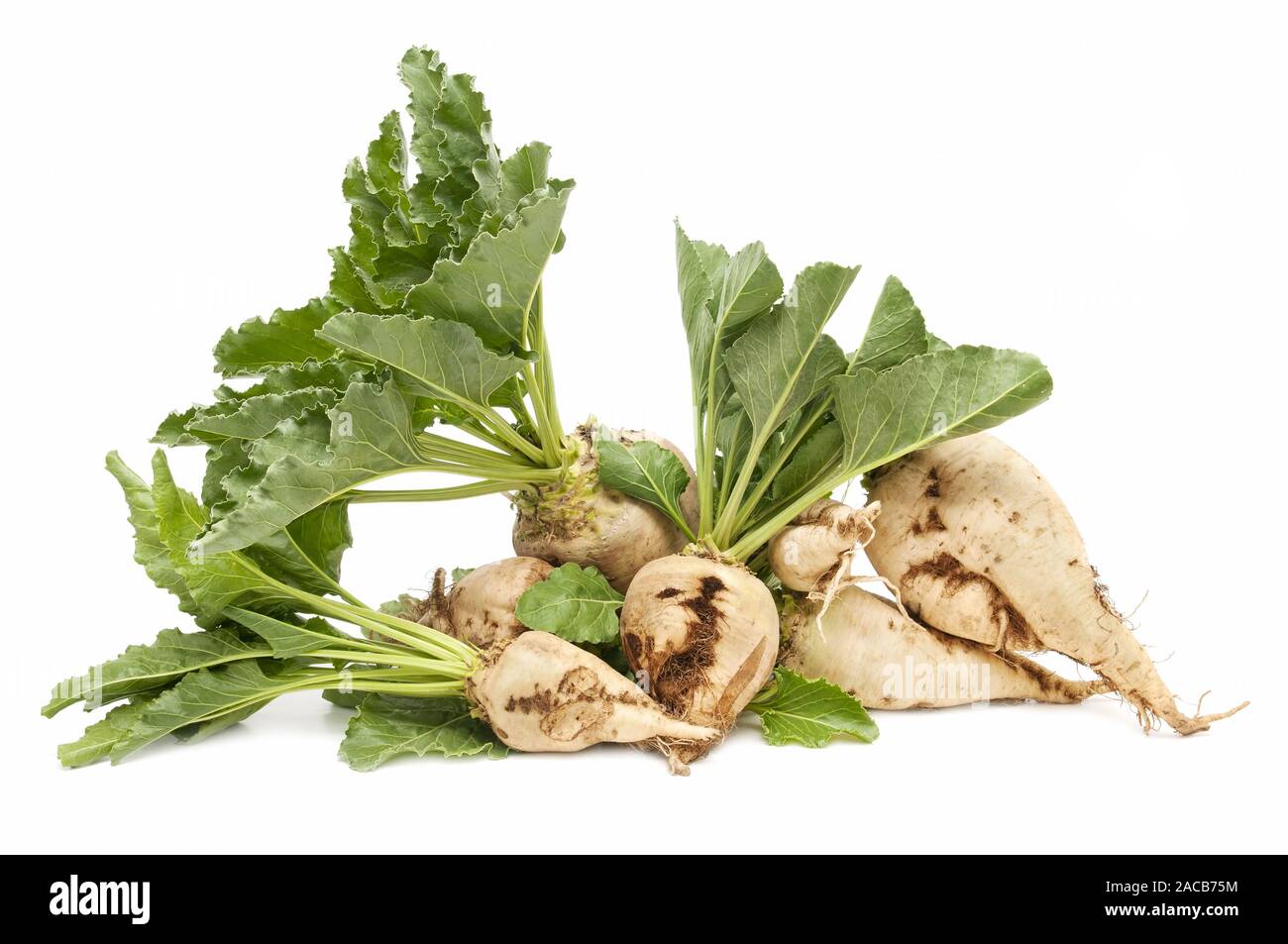 Sugar beets industry Cut Out Stock Images & Pictures - Alamy