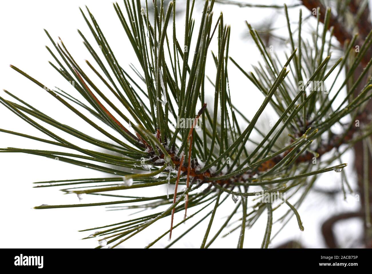 Pine tree branch isolated on white Stock Photo - Alamy