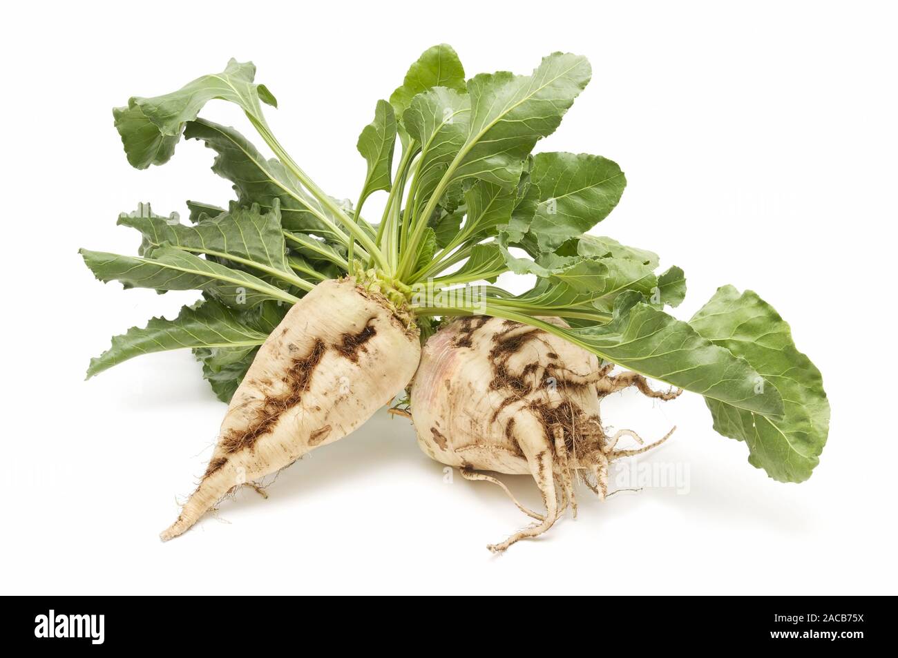 Sugar beets industry Cut Out Stock Images & Pictures - Alamy