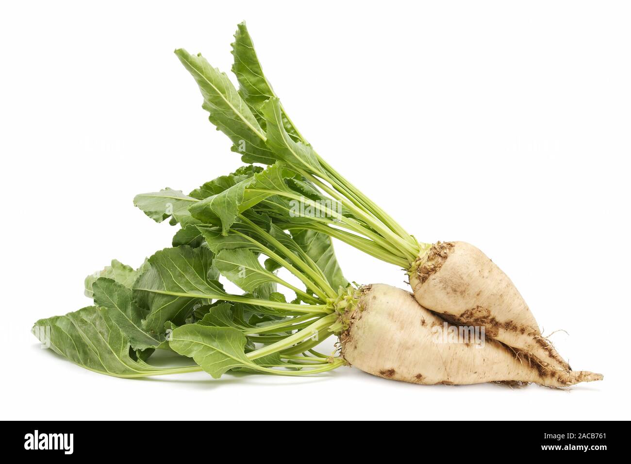 Sugar beets industry Cut Out Stock Images & Pictures - Alamy