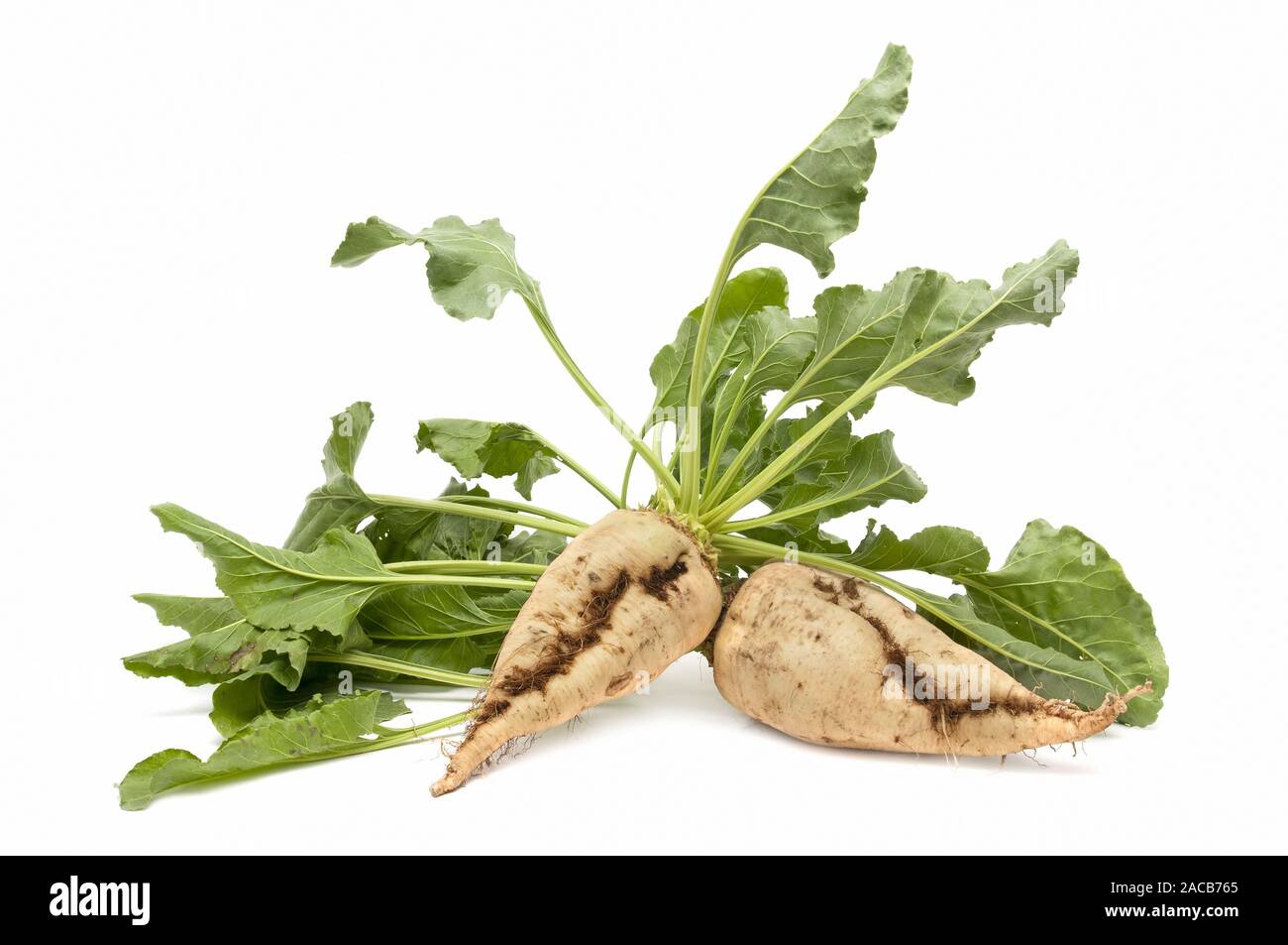 Agricultural sugar crop Cut Out Stock Images & Pictures - Alamy