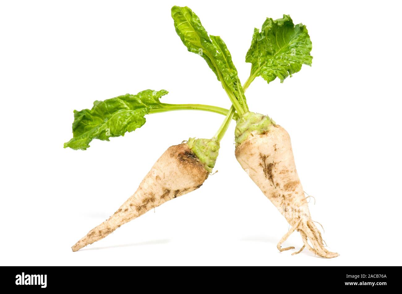 Sugar beets industry Cut Out Stock Images & Pictures - Alamy