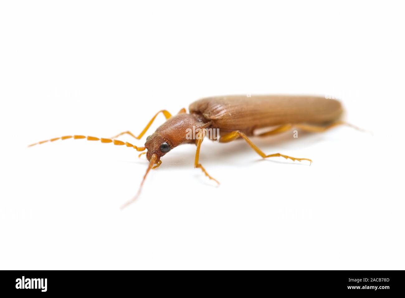 Cockroach Cut Out Stock Images & Pictures - Alamy