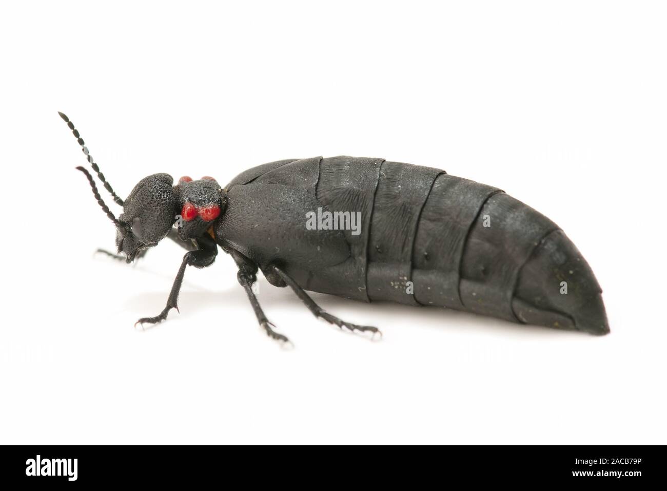 Ant beetle hi-res stock photography and images - Alamy