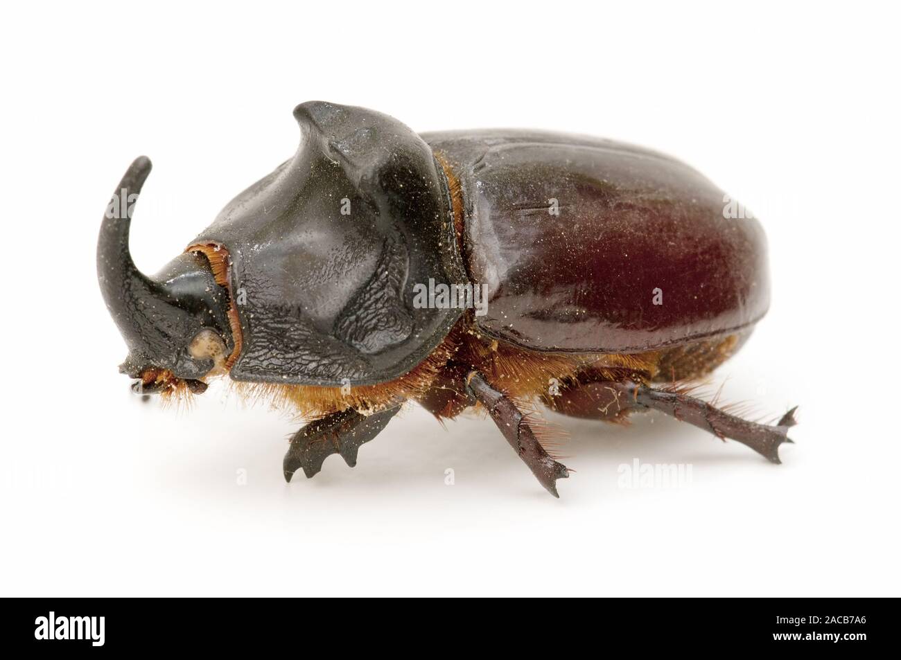 Rhinoceros beetles Cut Out Stock Images & Pictures - Alamy