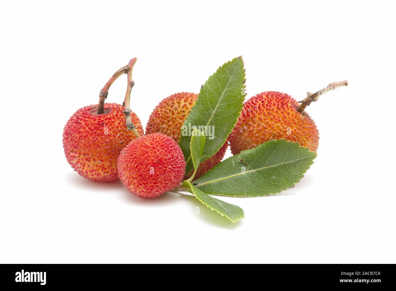 Arbutus berries hi-res stock photography and images - Alamy