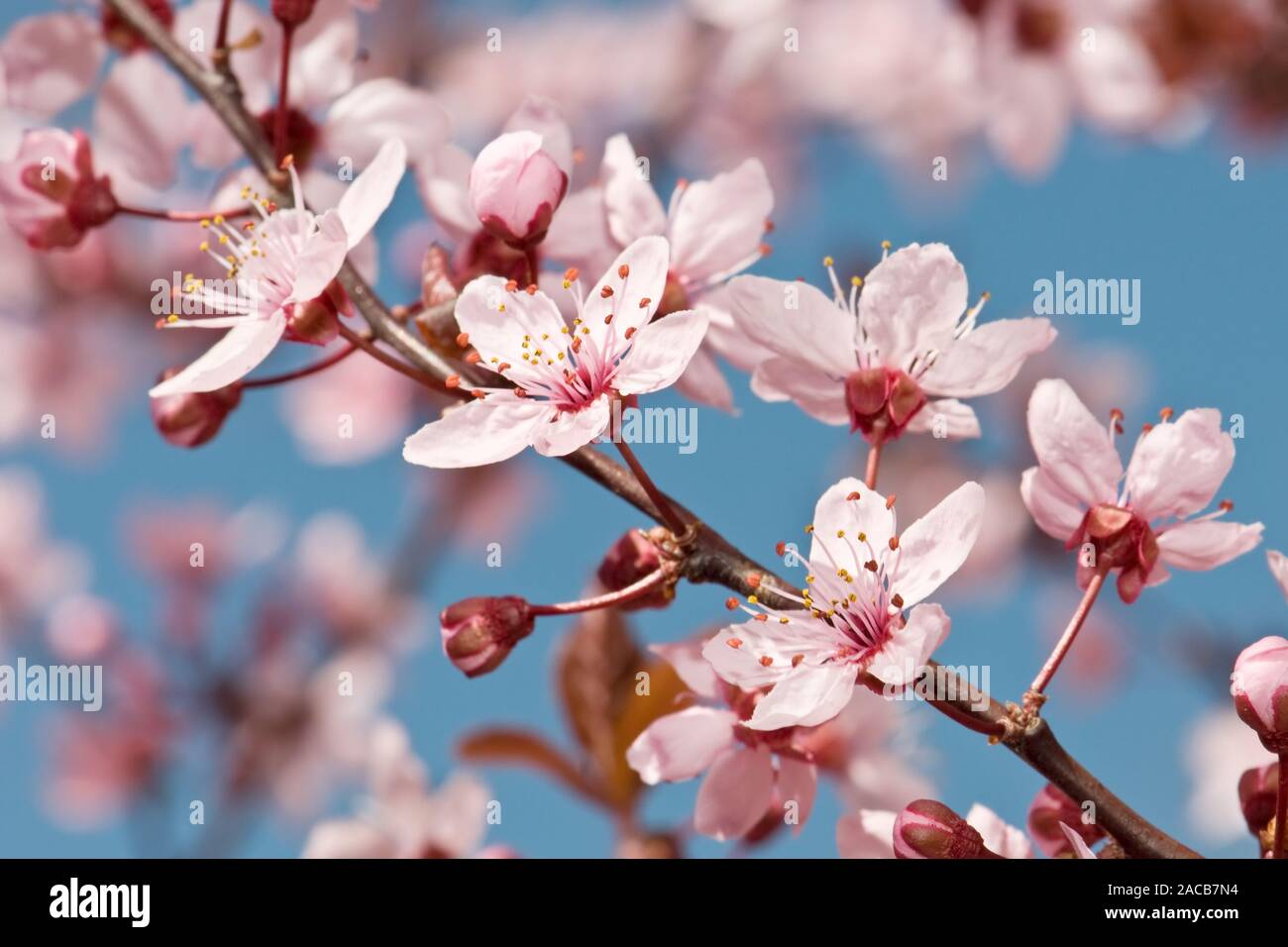 fruit tree flower Stock Photo - Alamy