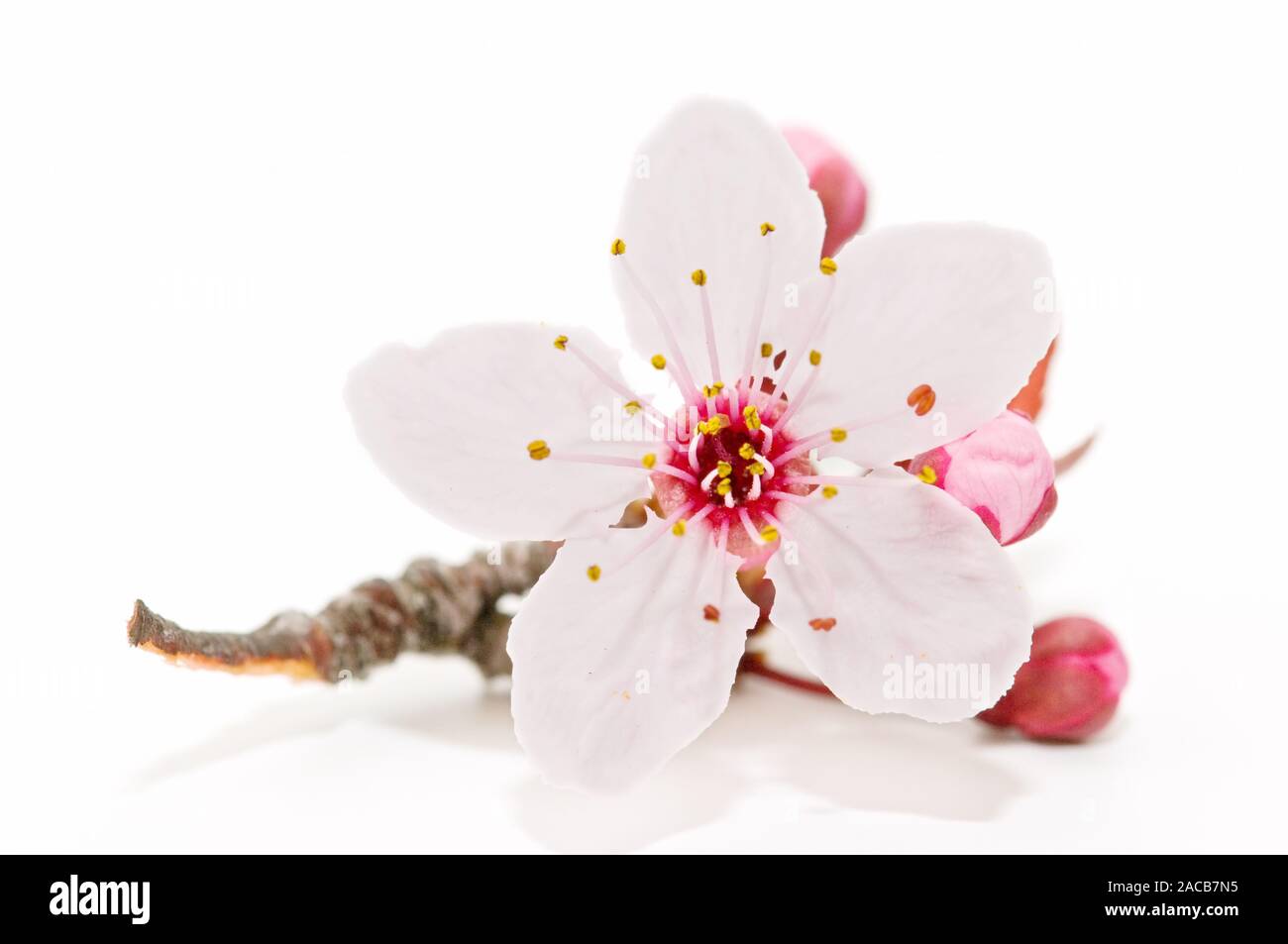 fruit tree flower Stock Photo - Alamy