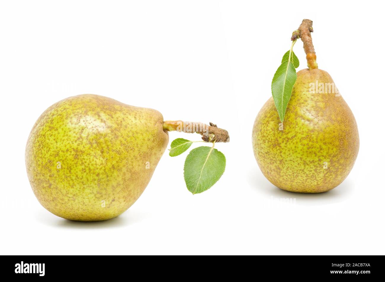 Fresh pears Cut Out Stock Images & Pictures - Alamy