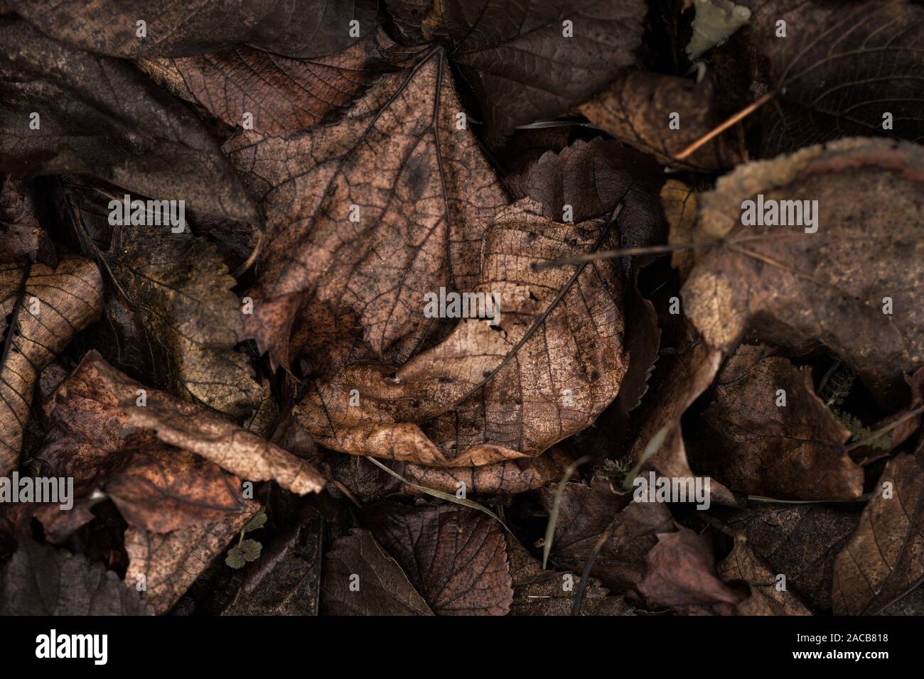 plant photo wallpaper. old autumn leaves Stock Photo - Alamy