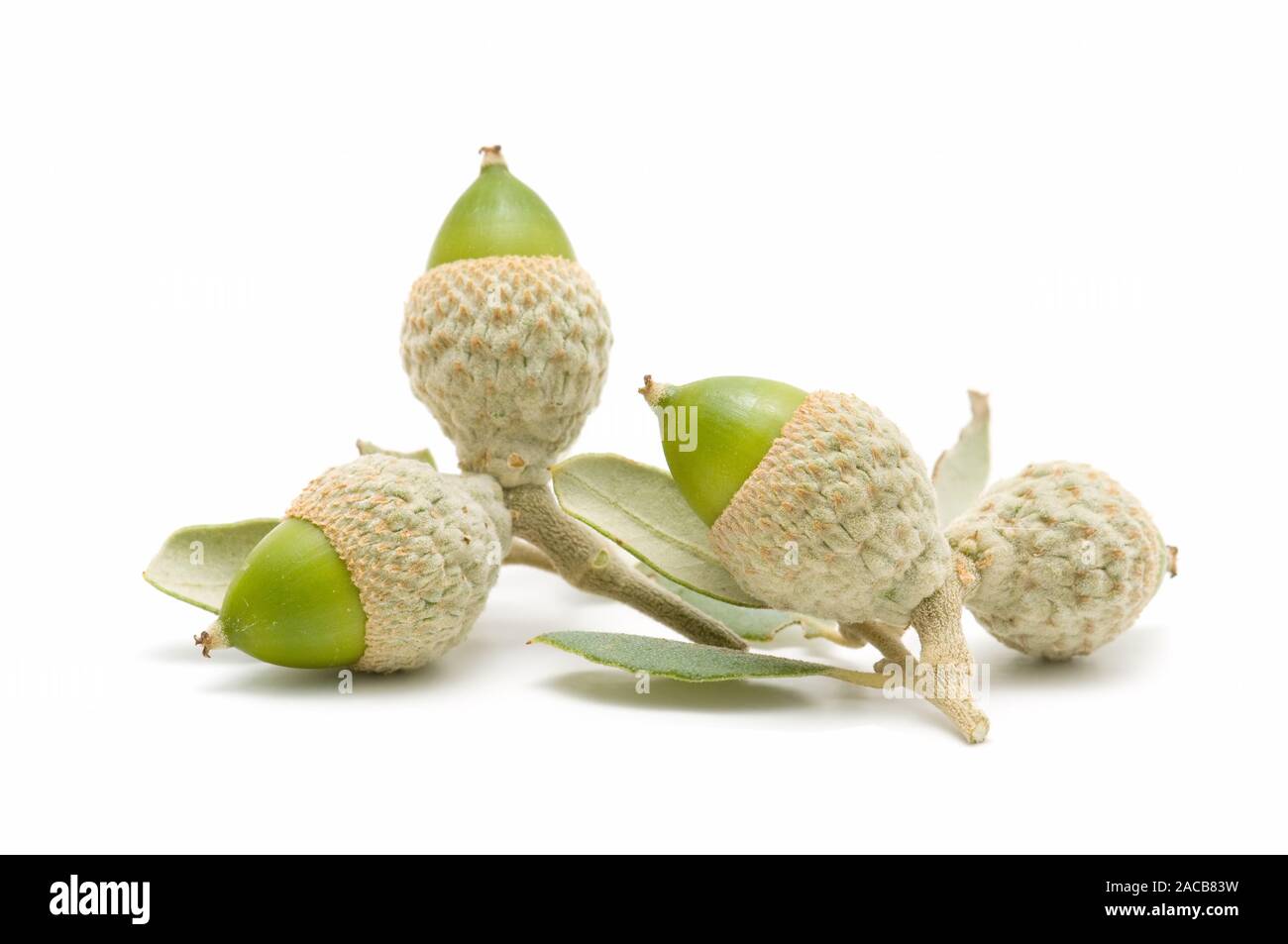 Acorns oak tree hi-res stock photography and images - Alamy