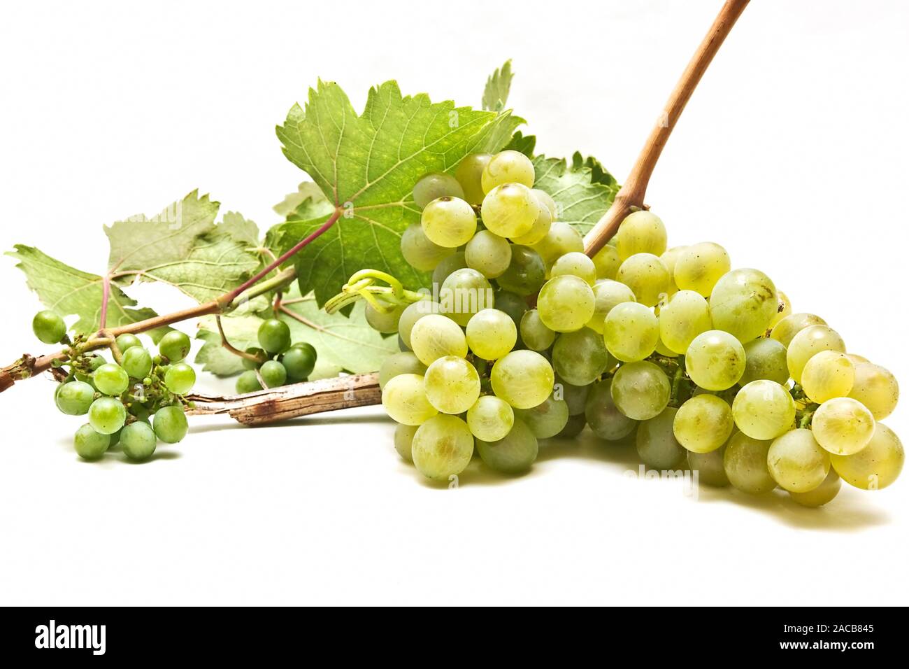 Grapes vintage vine harvest Cut Out Stock Images & Pictures - Alamy