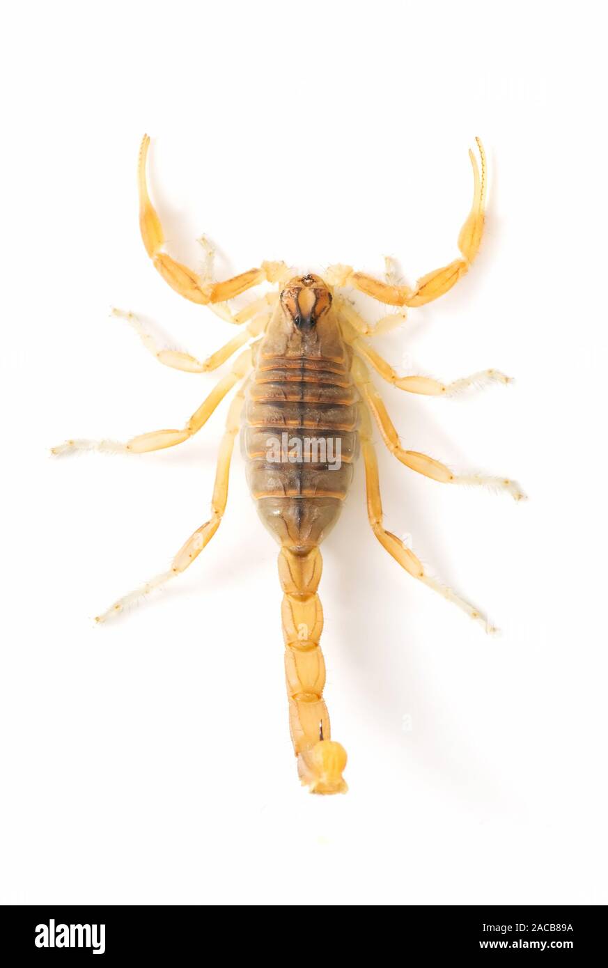 Scorpion Cut Out Stock Images & Pictures - Alamy